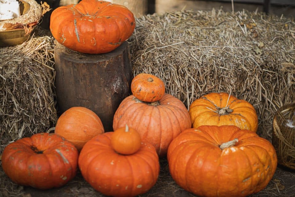 Best Miami-area pumpkin patches to visit this year - Pro Movers Miami